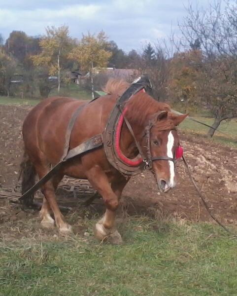 Muránsky norik :: Kone